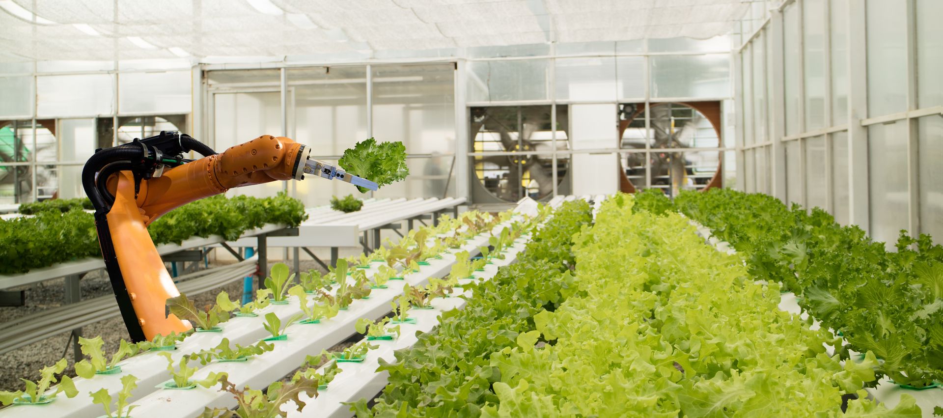 AppHarvest רוצה לגדל ירקות באמצעות מי גשם והמשקיעים אוהבים את זה ...